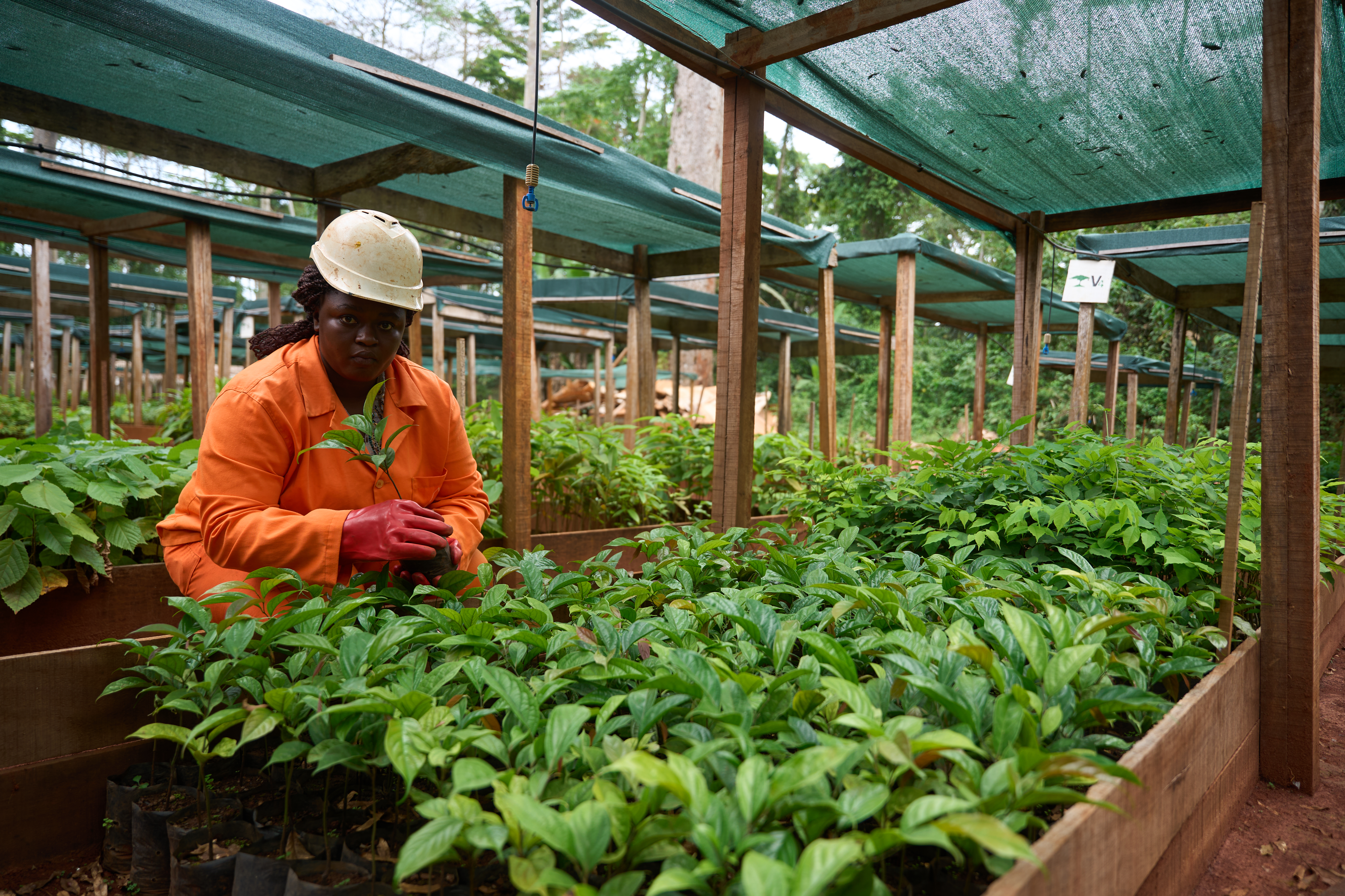 From timber to climate solutions – how FSC certification in Cameroon strengthens forests and ...